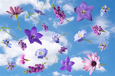 푸른 하늘 배경에 공중에서 날아 다니는 아름다운 파란색과 보라색 꽃 개념에 대한 스톡 사진 및 기타 이미지 개념 개념과 주제 결혼식 Istock