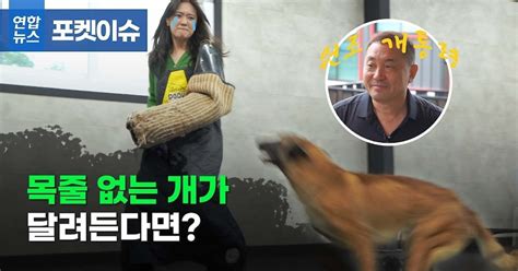 포켓이슈 우리 개는 안 물어요반복되는 개 물림 사고