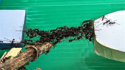 Army Ants Use Collective Intelligence To Build Bridges Robots Can