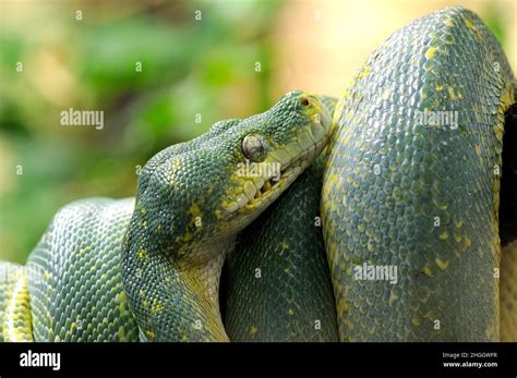 Green Tree Python Chondropython Viridis Morelia Viridis Rolled Up
