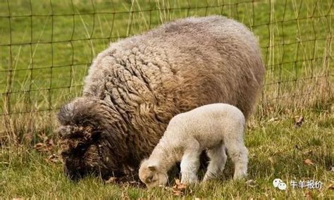 农村养殖养羊知识，羊羔接生技术母羊