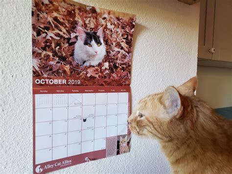 Make A Calendar In Power Apps Part 1 Matthew Devaney