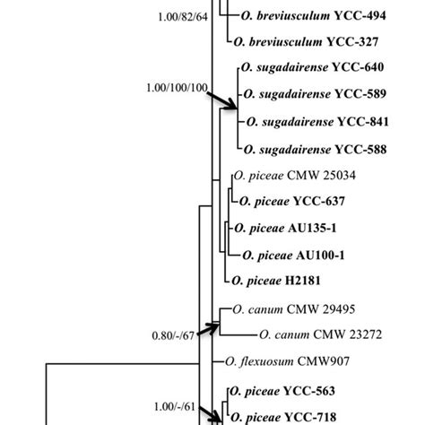 e phylogenetic tree inferred by bayesian analysis based on the