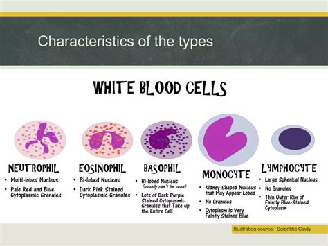 Differential Leukocyte Counts Pptx