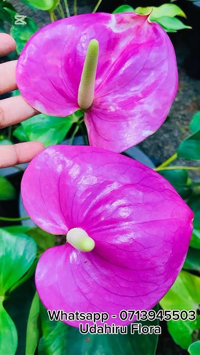 🦋හැමෝම ආස ලස්සනම ලස්සන ඉල්ලුම වැඩි වර්ග ටිකක් ඔයාගෙ එකතුවටත් හැමෝම හොයපු ඒ වර්ග ටික Youtube