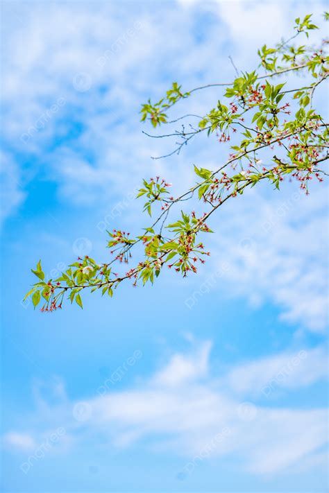 여 린 잎 나뭇가지 푸 른 하늘 흰 구름 하늘 배경 연한 잎 작은 가지 푸른 하늘과 흰 구름 배경 일러스트 및 사진 무료