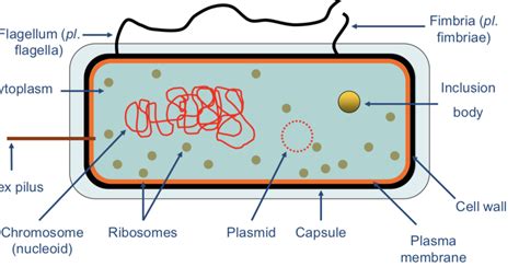 Archaea Cell Wall Chapter 26 Bacteria And Archaea