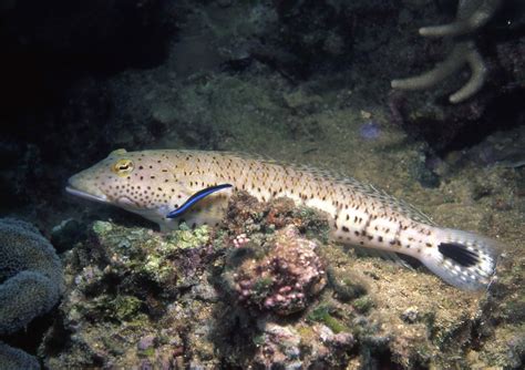 オグロトラギス 生物 粟国アーカイブス