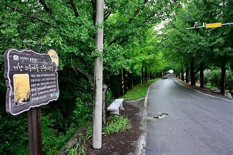 거창은행나무길 경상남도 거창군 가볼만한곳