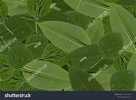 Green Leaf Backdrop Background Design Stock Illustration 2171255071