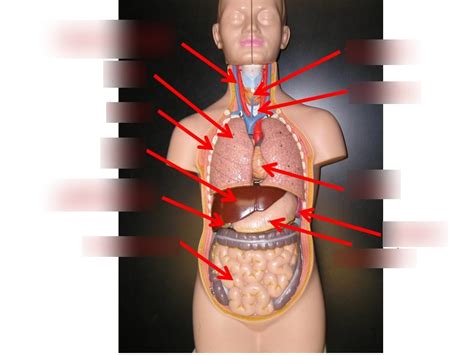 Organs Diagram Quizlet