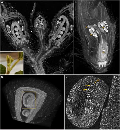 Multiscale Imaging Of Floral Anatomy And Development Fixed And