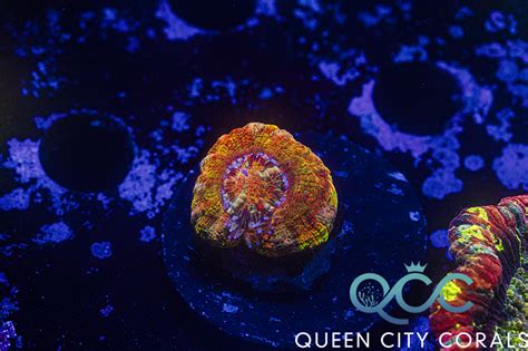 Ultra Master Button Scoly Wysiwyg Queen City Corals