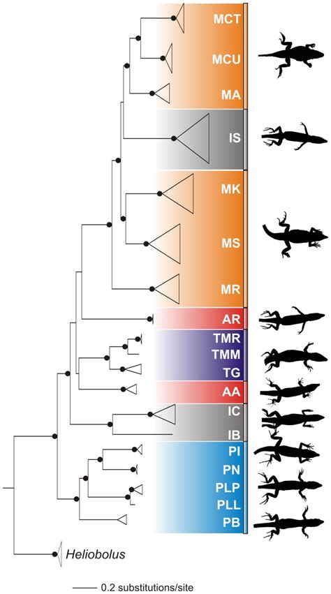 Phylogenetic Reconstruction Left Using Bayesian Inference Bi Of The Download Scientific