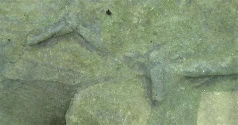 Strange Fossils Album On Imgur