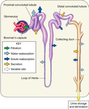 Renal Tubules And Collecting Duct Slides 8 13 Diagram Quizlet