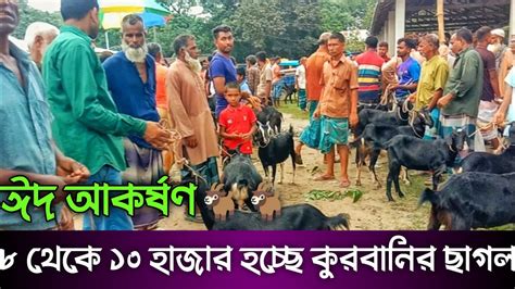 ৮ থেকে ১০ হাজার টাকায় কোরবানির খাসি ছাগল বগুরা পশুরহাট 2023 ছাগলের হাট ২০২৩ Youtube