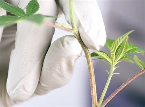 A Guide To Super Cropping Cannabis Plants Dagga Seeds