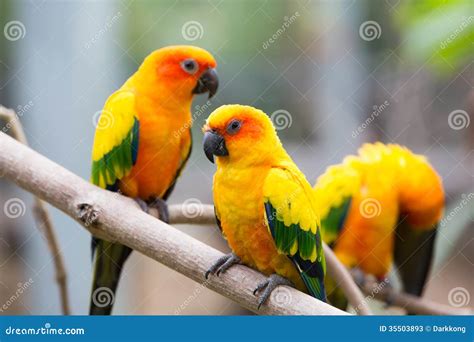 Kleurrijke Vogels Stock Afbeelding Image Of Schoonheid 35503893