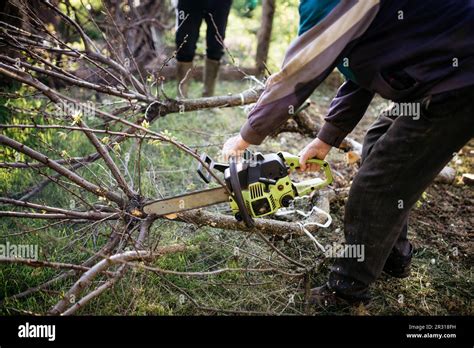 Old Male Lumberjack Chopping Wooden Log With Modern Chainsaw Closeup