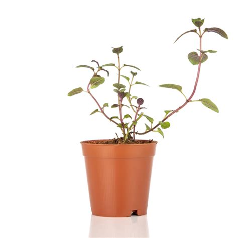 Tıbbi Nane Fidesi Saksıda