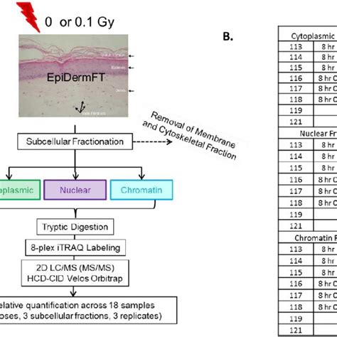 Experimental Design For 8 Plex Itraq Experiment A Reconstituted Skin Download Scientific