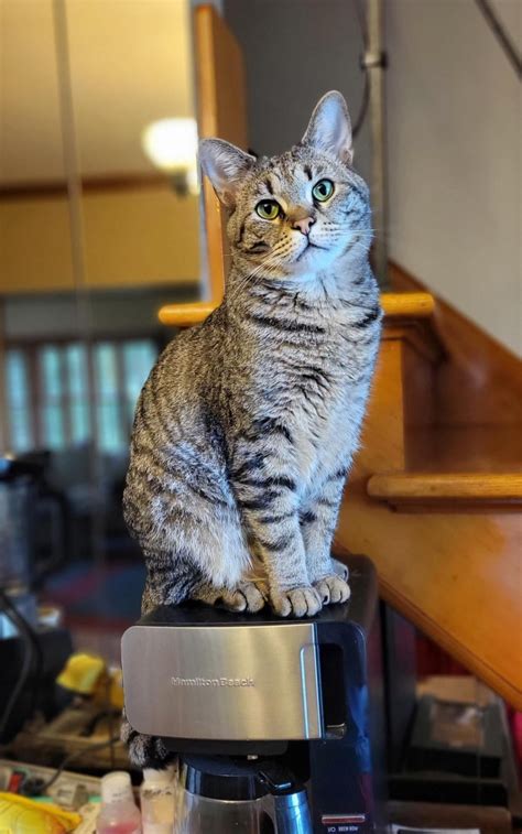 Does This Look Like A Mild Seizure Cat Is Recovering From Urinary