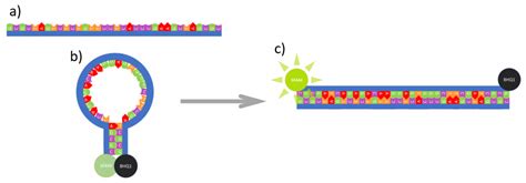 Molecular Beacon Hairpin Dna Molecular Probe