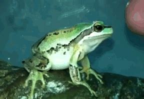 Amphibian Tree Frog Gif WiffleGif Amphibian Tree Frog Gif WiffleGif