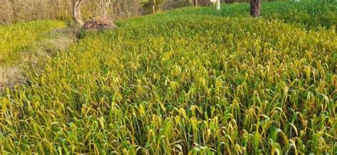 Wheat Disease Management गेहूं की फसल के लिए दुश्मन हैं भूरा काला और पीला रतुआ रोग जानें इसके