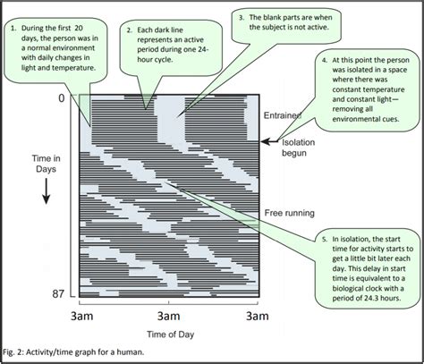 What Are Circadian Rhythms The University Of Auckland