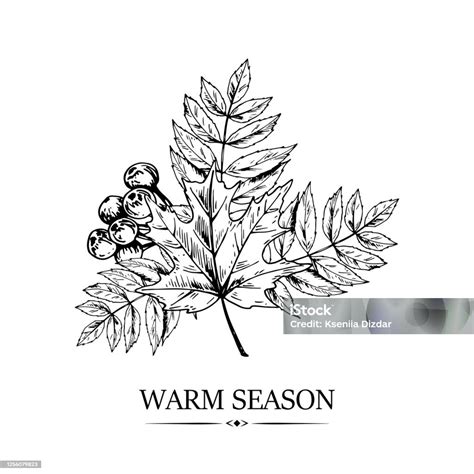 단풍 잎과 흰색 배경에 고립 된 로완베리와 손으로 그린 가을 디자인 벡터 일러스트레이션 0명에 대한 스톡 벡터 아트 및 기타 이미지 0명 10월 11월 Istock