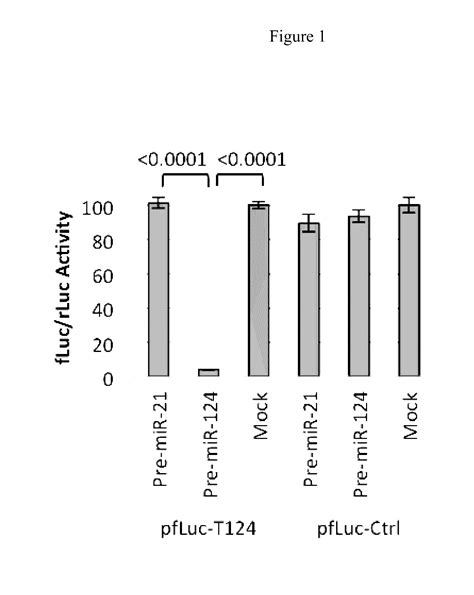 Oncolytic Hsv Vector The Mcgowan Institute Of Regenerative Medicine