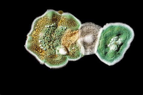 음식 곰 팡이의 개발 검은 흰색 바탕에 녹색 곰 팡이 미생물학 매크로 추상적인 배경 0명에 대한 스톡 사진 및 기타 이미지 0명 건강관리와 의술 건강에 좋지 않은