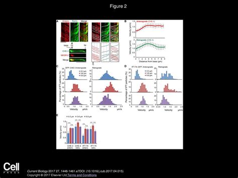 Dynein Driven Retrograde Intraflagellar Transport Is Triphasic In C