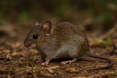 Gray Bellied Grass Mouse An In Depth Species Guide