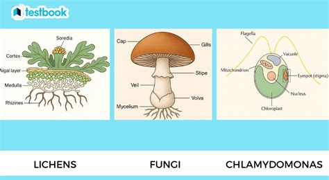 Thallophyta Meaning Characteristics Diagram And Classification