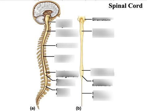 Spinal Cord Diagram Quizlet