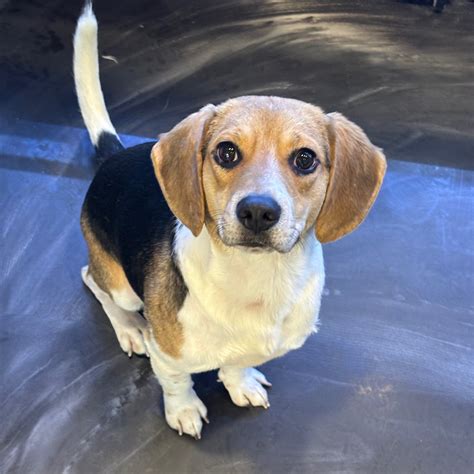 비글 솜이 스피츠성격 시바견성격 시베리안허스키성격 시츄성격 요크셔테리어성격 웰시코기성격 이탈리아그레이하운드성격 치와와성격 코카