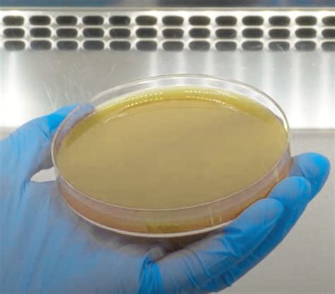 Using Agar Plates At Rose Woods Blog