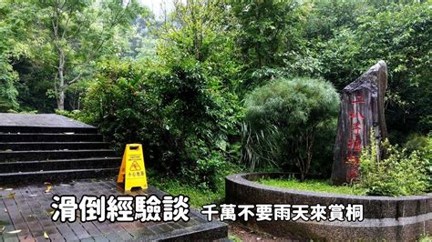 到新店二叭子植物園探索桐花結果下大雨木棧道濕滑宛如結冰無法行走 YouTube