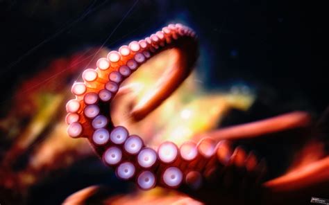 Octopus Wallpapers Hd Wallpapers Id 12779