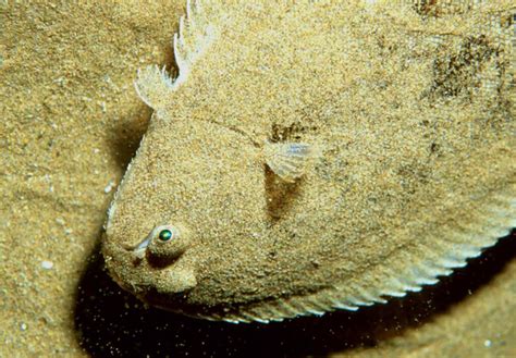 Sole Fish Cleaning At Nancy Payne Blog