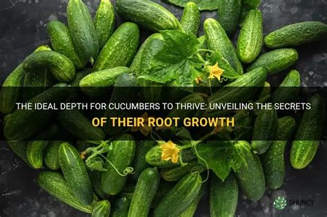 The Ideal Depth For Cucumbers To Thrive Unveiling The Secrets Of Their