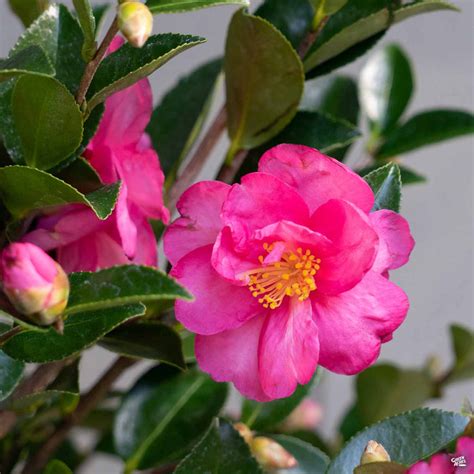 Camellia Shishi Gashira Matsudas — Green Acres Nursery And Supply