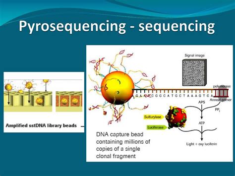 Ppt Pcr Gel Powerpoint Presentation Free Download Id3182292