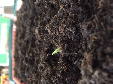 Ginger Dr Helen Wrights Education Blog