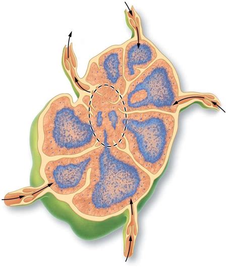 Structure Of Lymph Nodes Diagram Quizlet