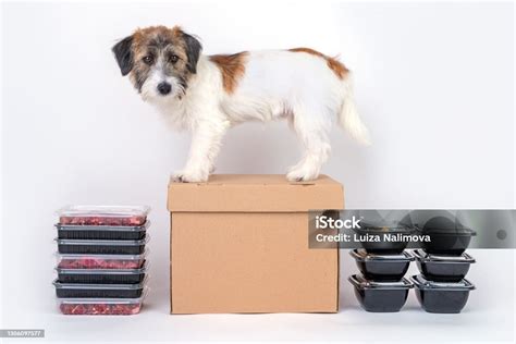 귀여운 잭 러셀 테리어는 흰색 배경에 용기와 고기 상자 옆에 강아지 의 가치를 깨진 개 음식 배달 개념과 천연 건강 식품 텍스트 및 모형을 위한 공간 0명에 대한 스톡 사진