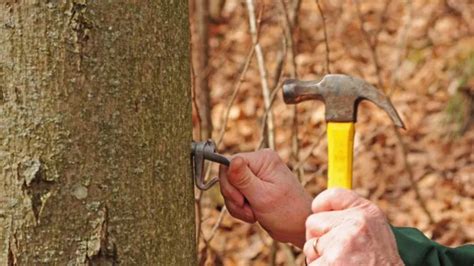 How To Tap A Maple Tree The Rustic Elk
